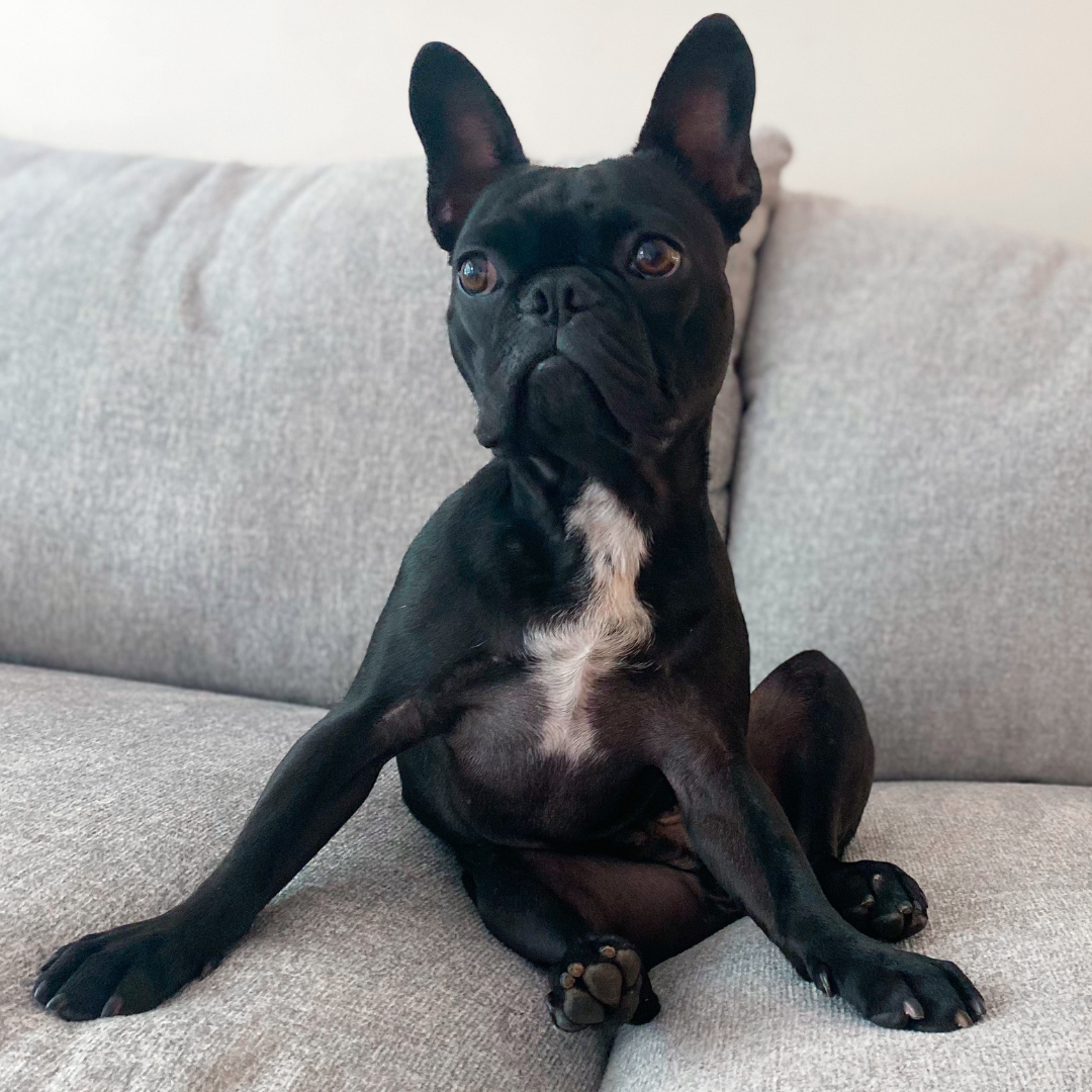 The Dog Behavior Institute