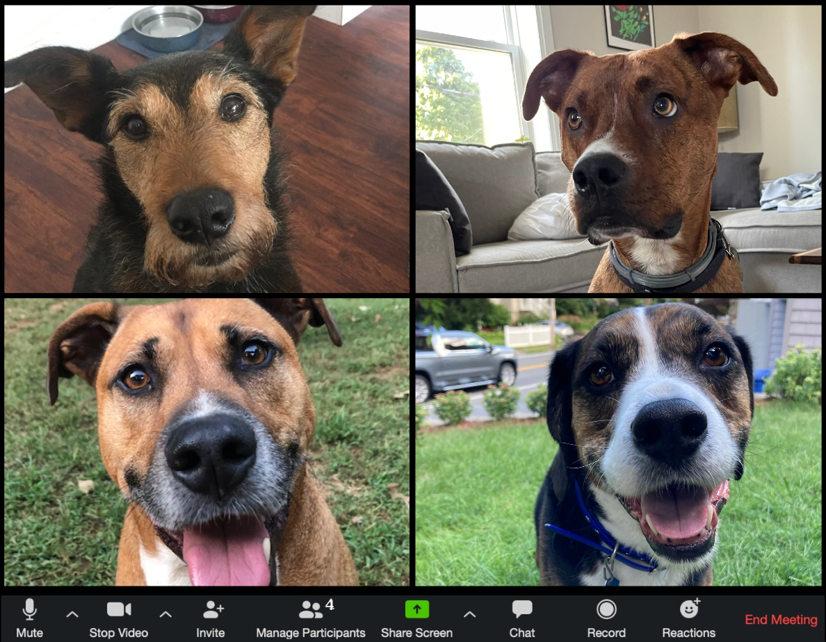 Group Classes — The Dog Behavior Institute