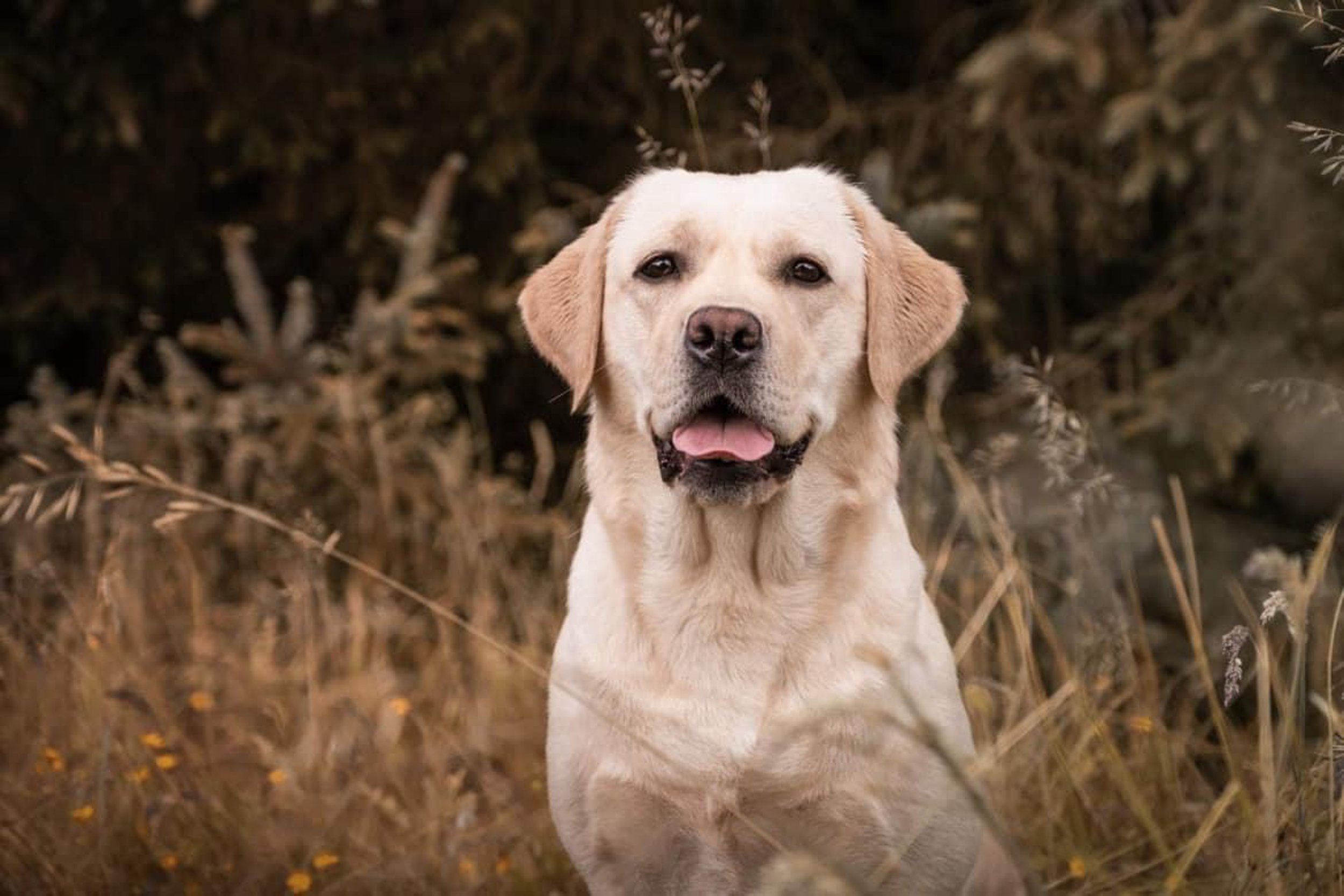 Hills'n Moor's Martha's Pink Port - "Dorit"