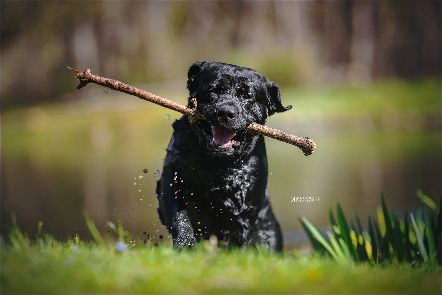 Obesity In Labradors — Labrador Puppies & Stud Dogs | Gallivant ...