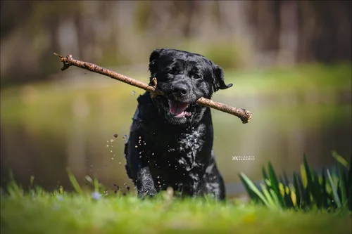 Obesity In Labradors — Labrador Puppies & Stud Dogs | Gallivant ...