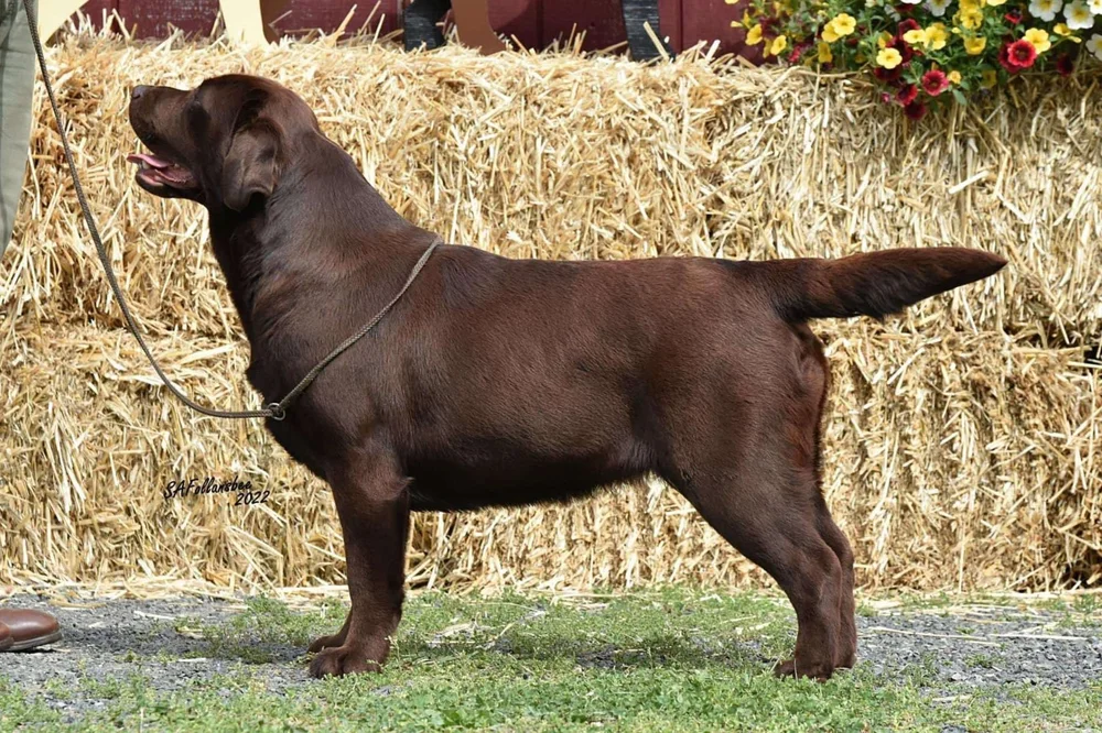 Our Champion Labradors