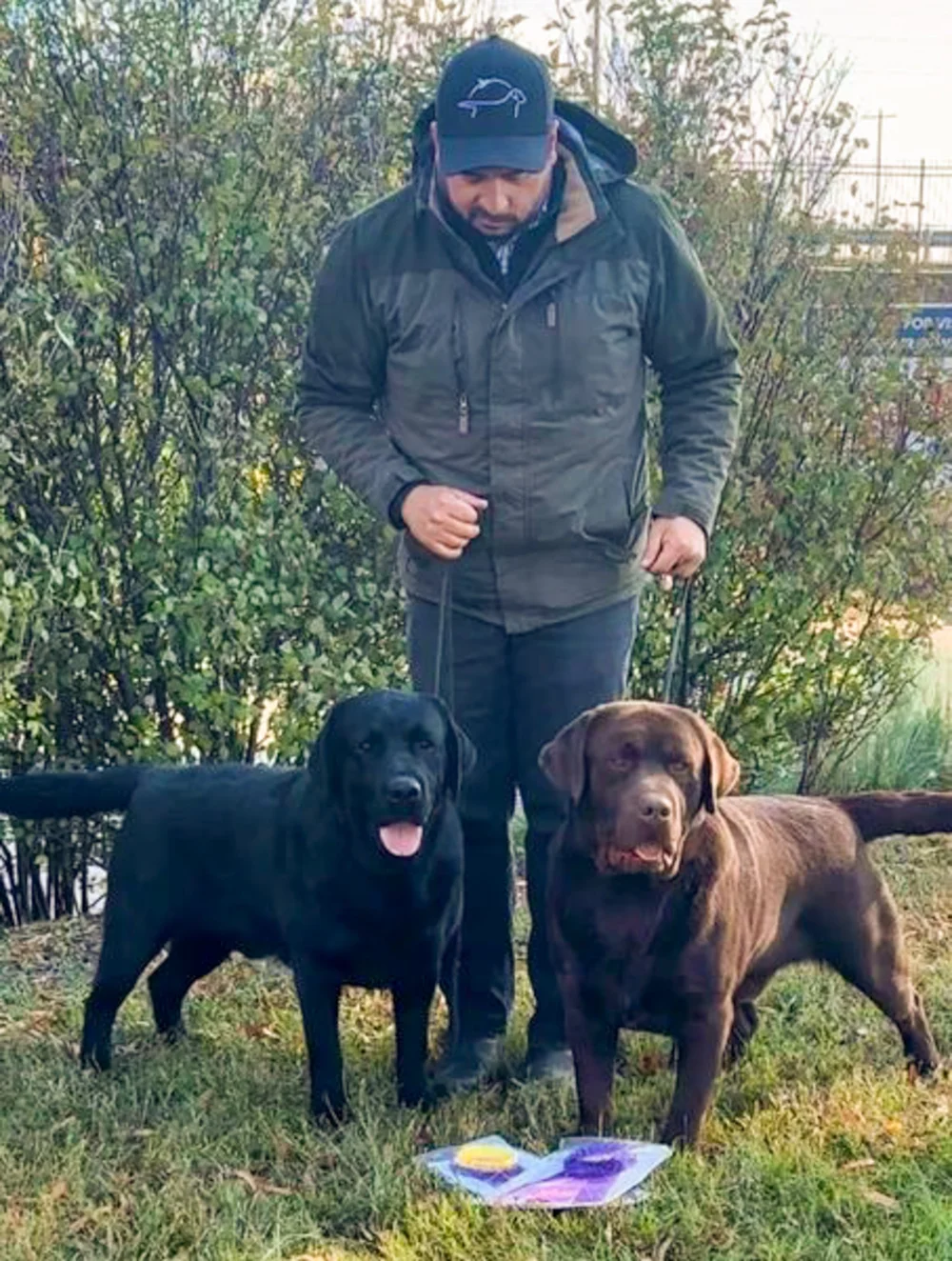 Gallivant Fool Me Once - Gallivant Chocolate Labrador Stud Dog