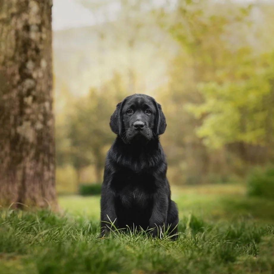 Learn About Our English Labrador Puppies | Gallivant Labradors