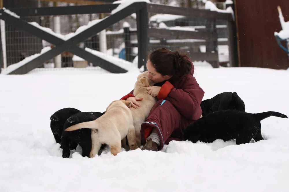 The Color Genetics of Labradors — Labrador Puppies & Stud Dogs ...