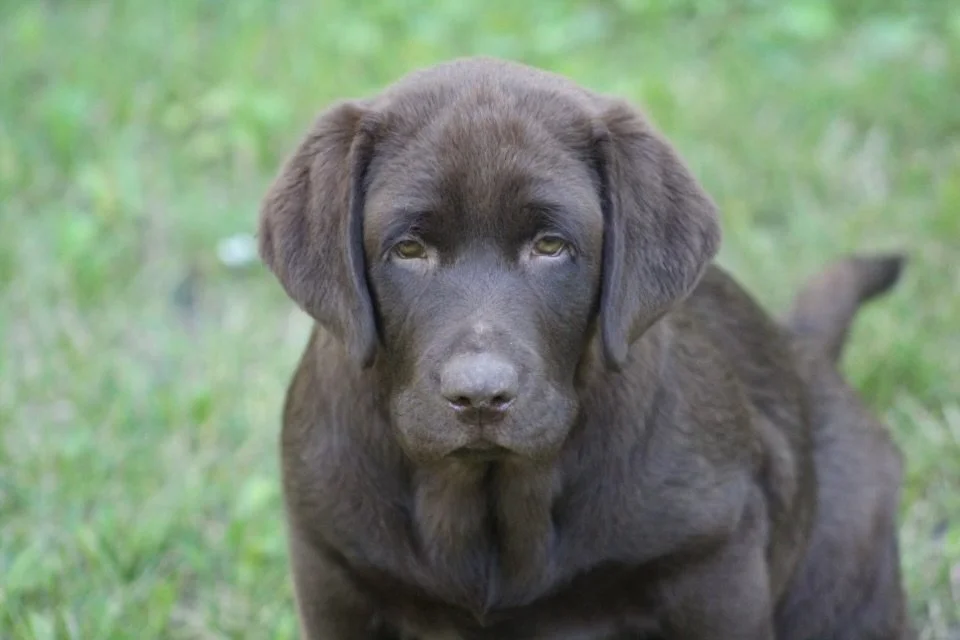 Available Lab Puppies for Sale | Gallivant Labradors — Labrador Puppies ...
