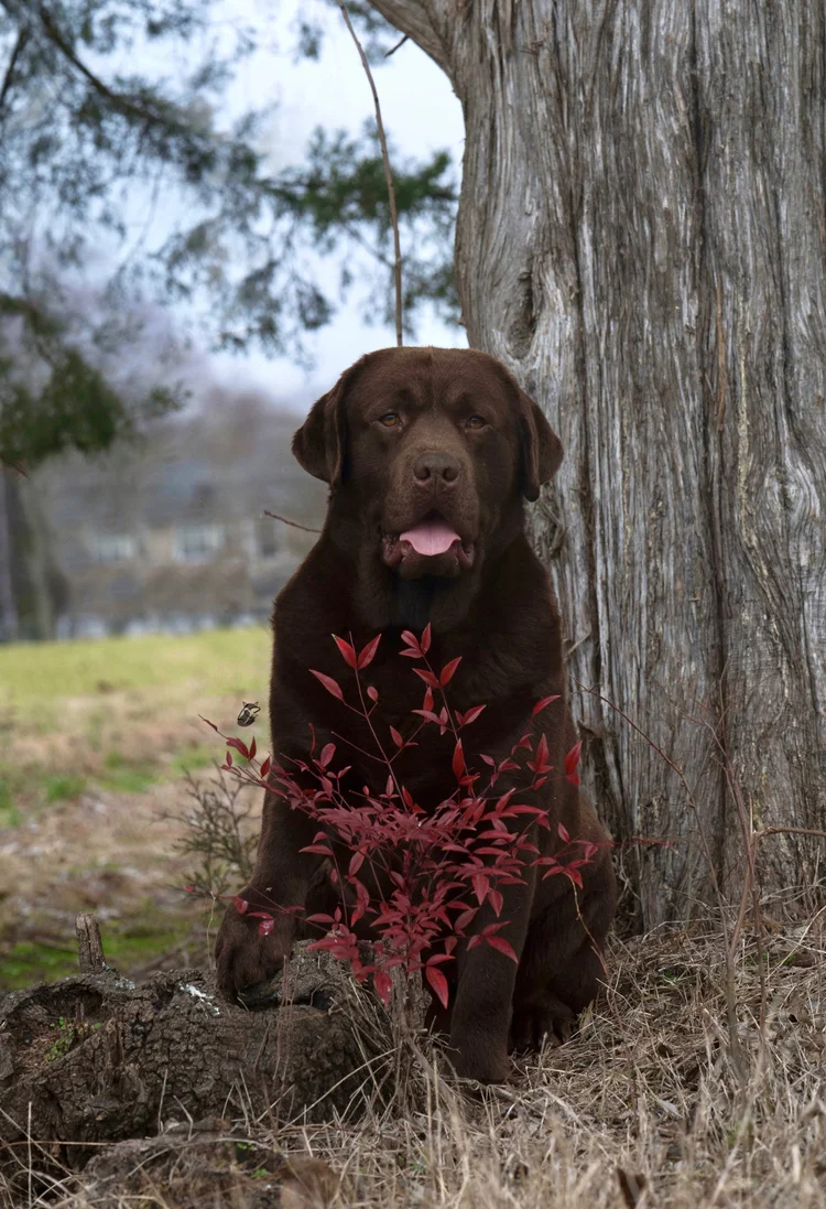 Gallivant Fool Me Once - Gallivant Chocolate Labrador Stud Dog
