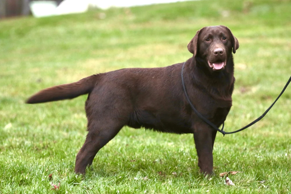 Available Lab Puppies for Sale | Gallivant Labradors — Labrador Puppies ...
