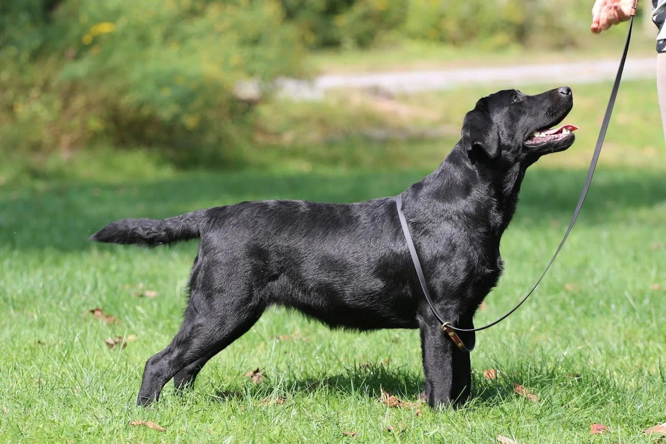 Available Lab Puppies for Sale | Gallivant Labradors