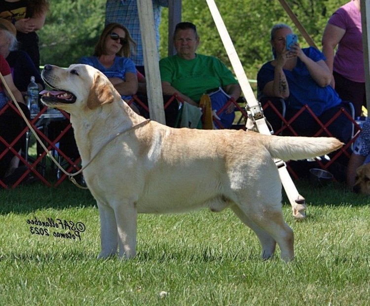 Our Champion Labradors