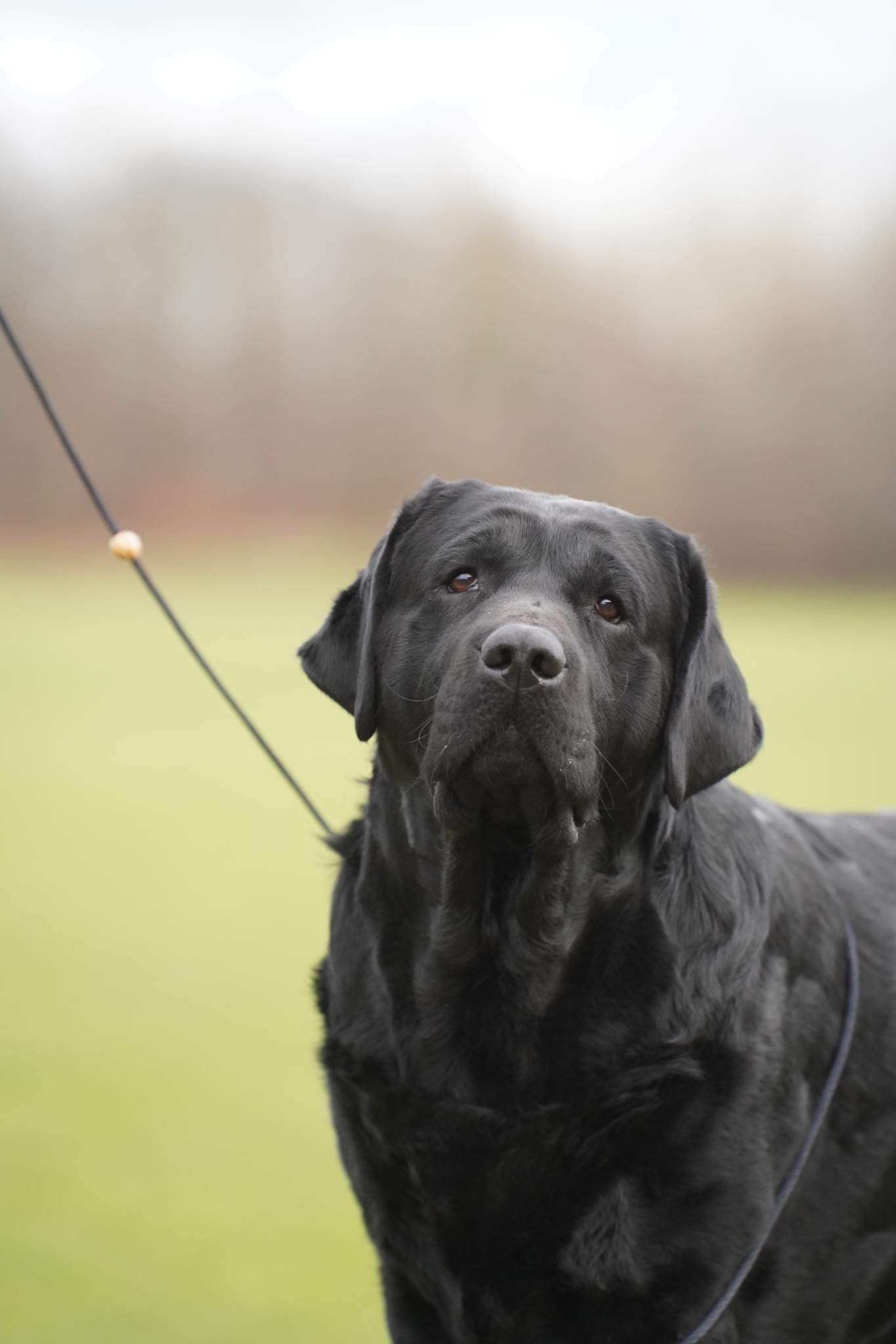 CH Gallivant Broken Vow