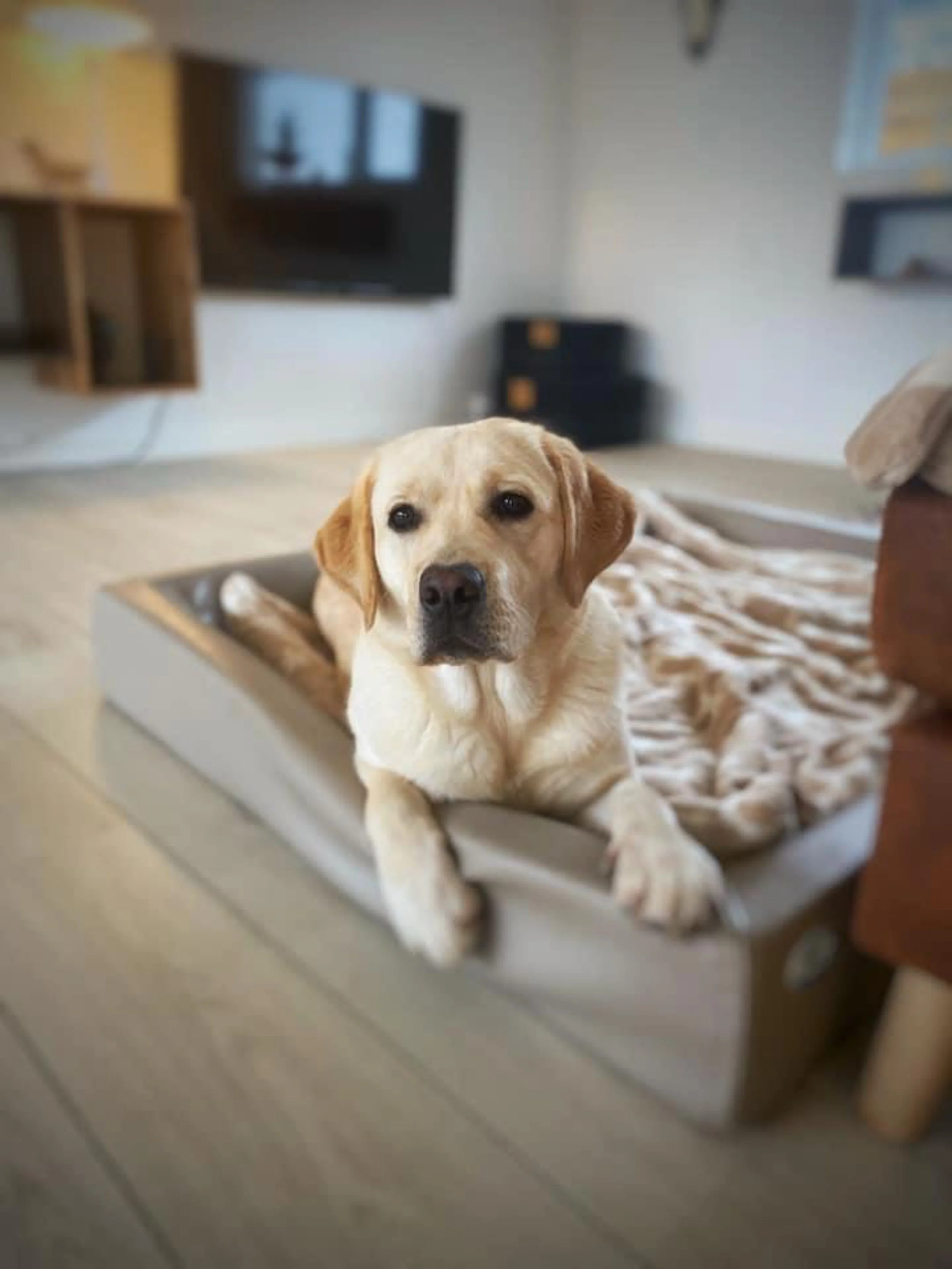 Hills'n Moor's Martha's Pink Port - "Dorit"