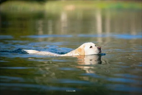 Obesity In Labradors — Labrador Puppies & Stud Dogs | Gallivant ...