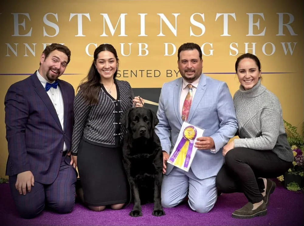 Gallivant Labradors at Westminster Kennel Club