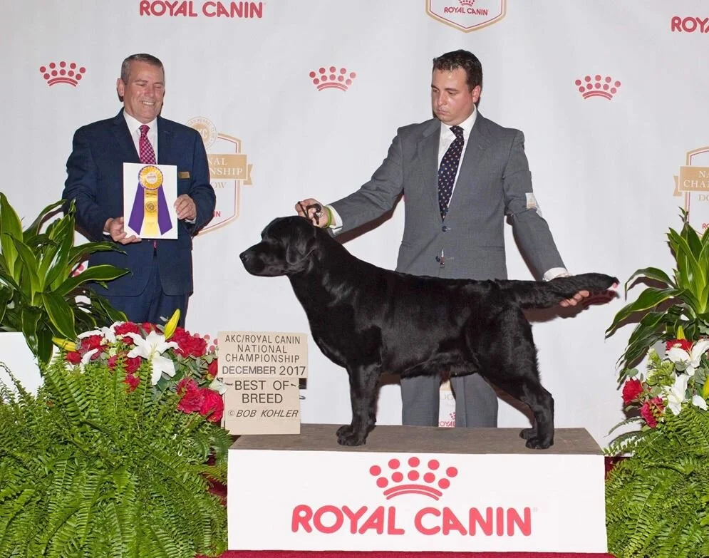 Our Champion Labradors