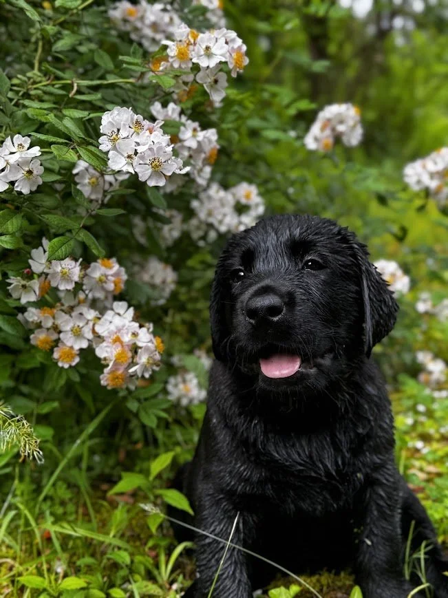 Our Basic Manners Program — Labrador Puppies & Stud Dogs | Gallivant ...