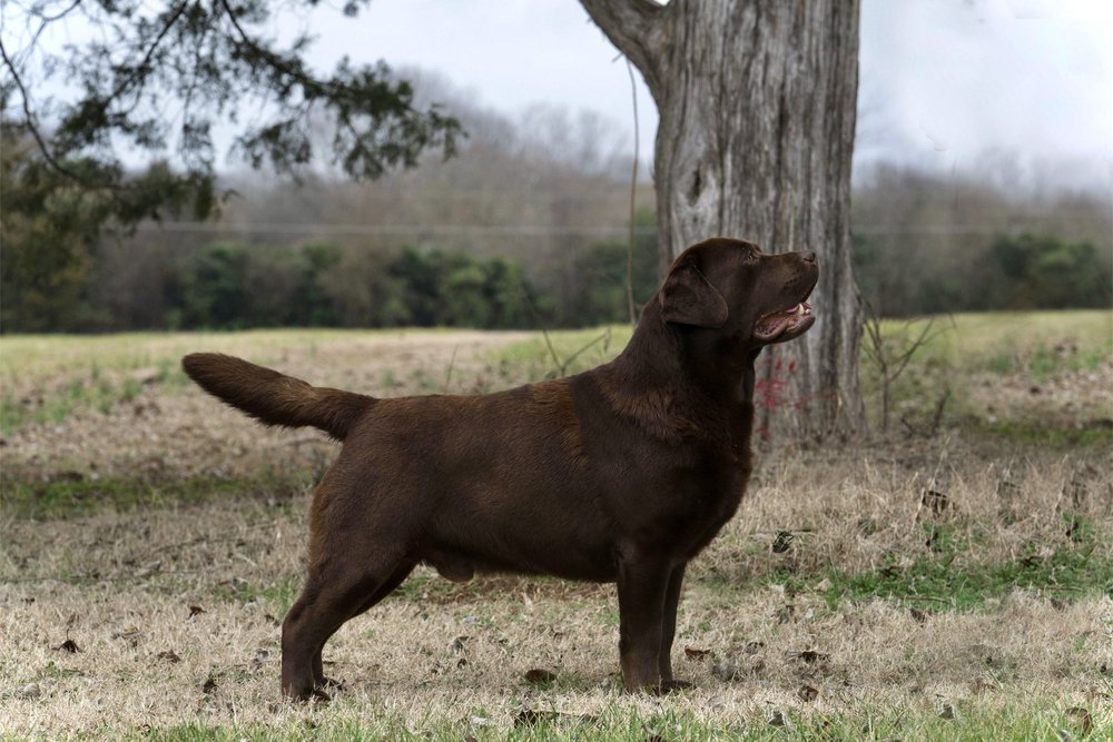 Gallivant Fool Me Once - Gallivant Chocolate Labrador Stud Dog