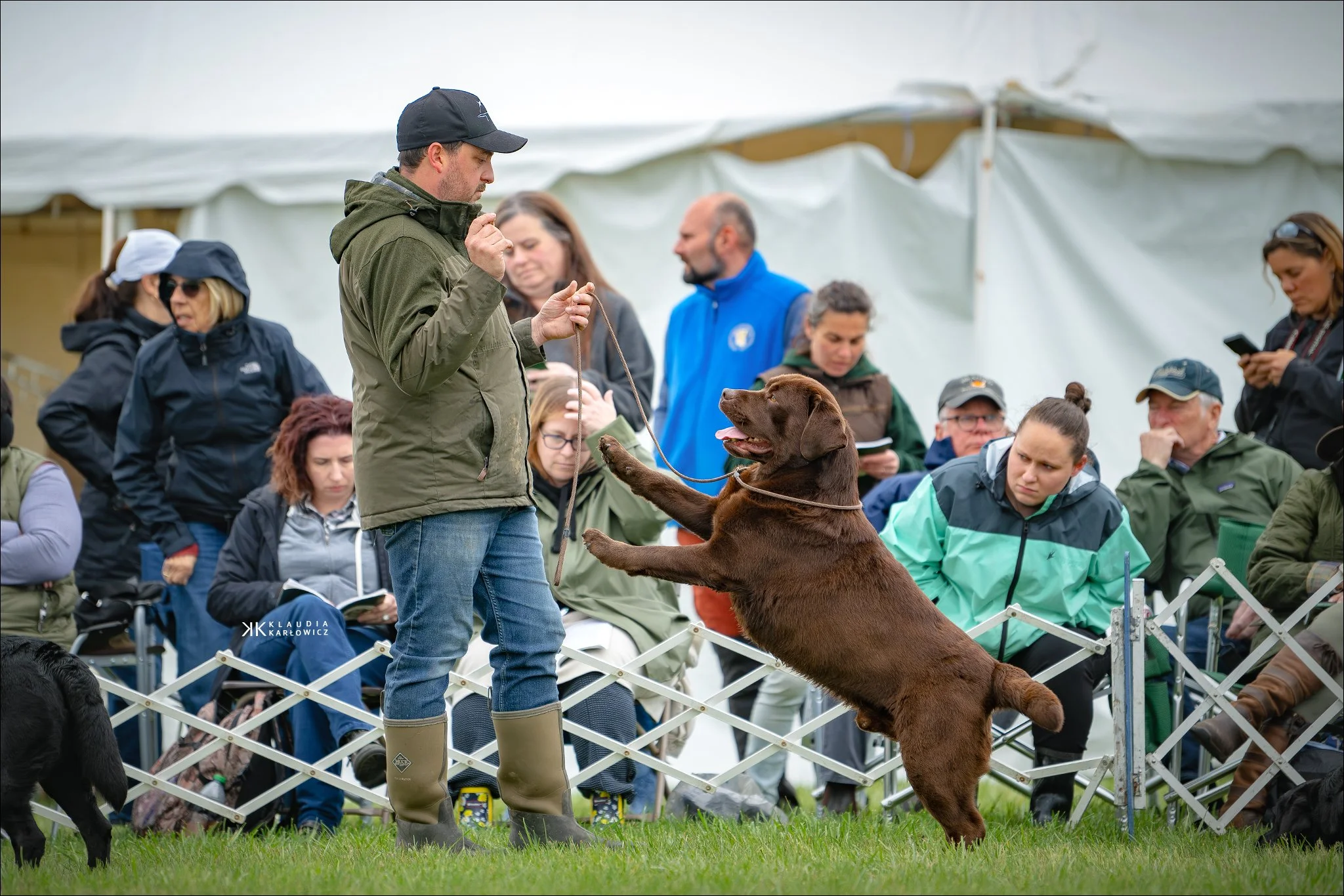 Gallivant Fool Me Once - Gallivant Chocolate Labrador Stud Dog
