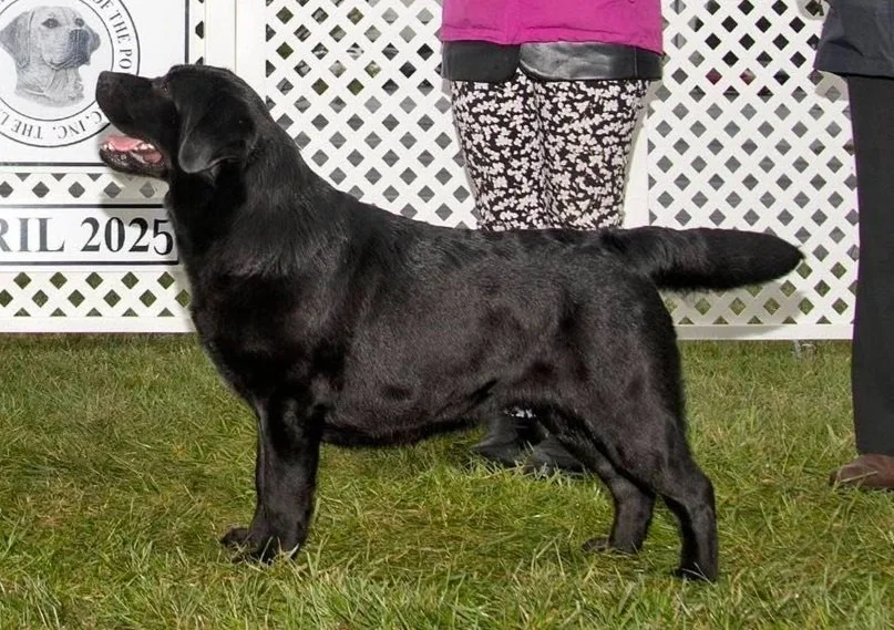 Our Champion Labradors