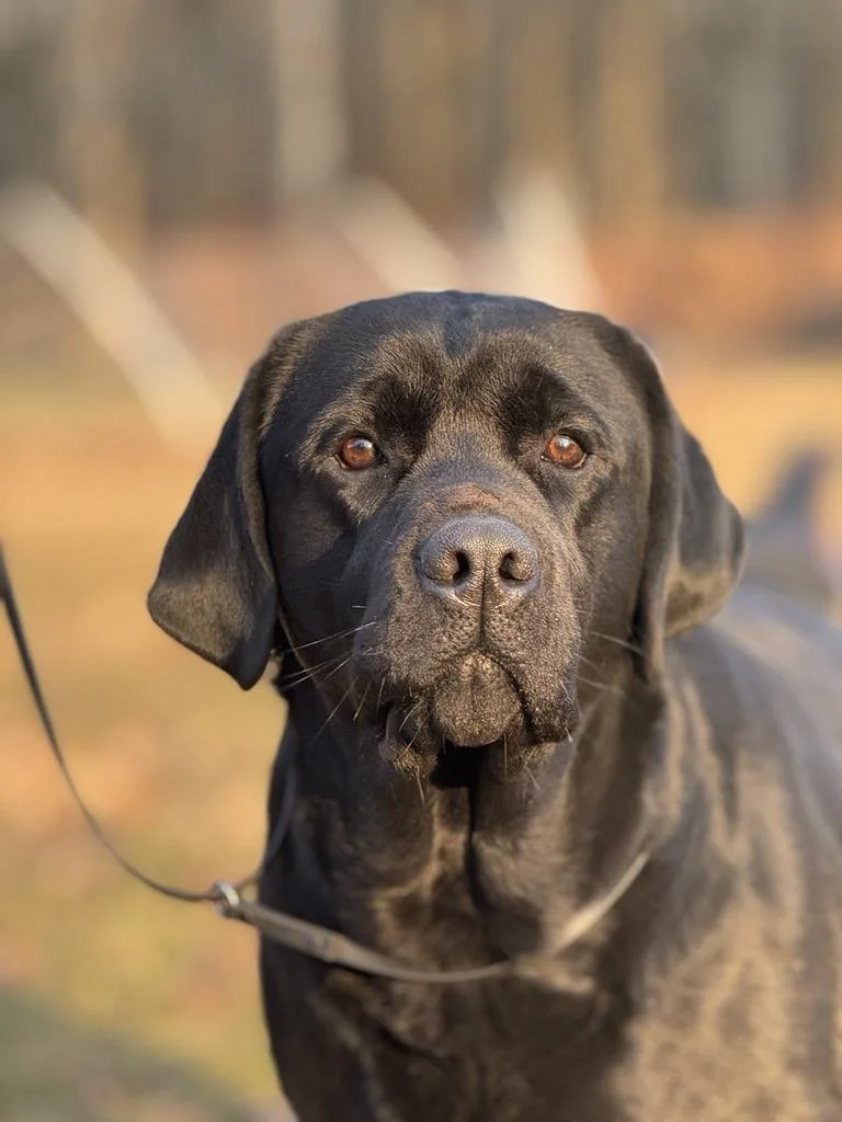 Available Lab Puppies for Sale | Gallivant Labradors