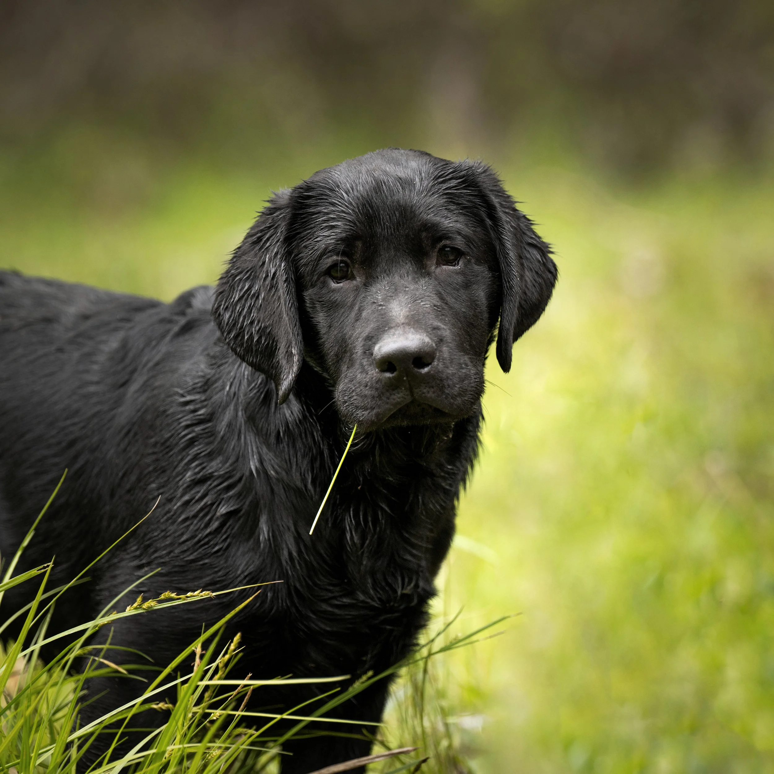 AKC English Labrador Breeder in PA | Gallivant Labradors