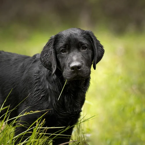 AKC English Labrador Breeder in PA | Gallivant Labradors
