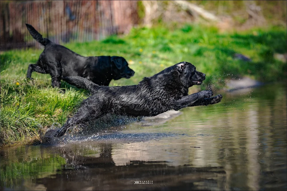 Obesity In Labradors — Labrador Puppies & Stud Dogs | Gallivant ...