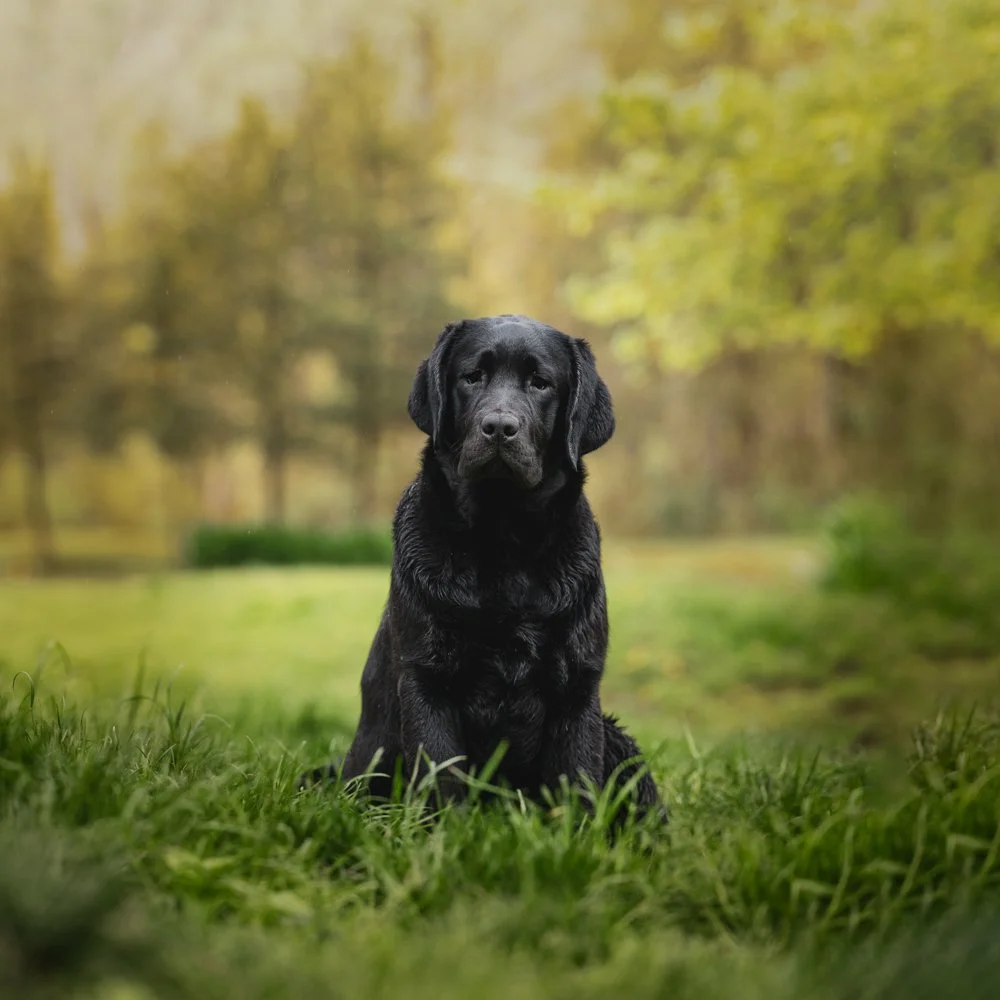 Learn About Our English Labrador Puppies | Gallivant Labradors