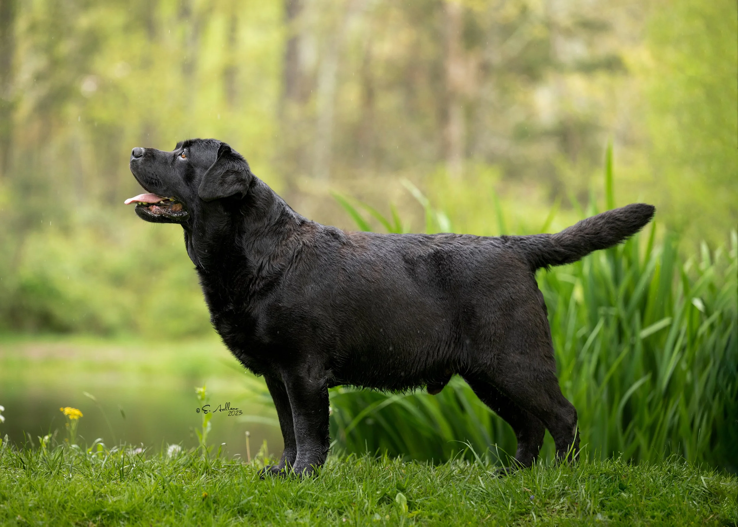 Russ — Labrador Puppies & Stud Dogs | Gallivant Labradors ...