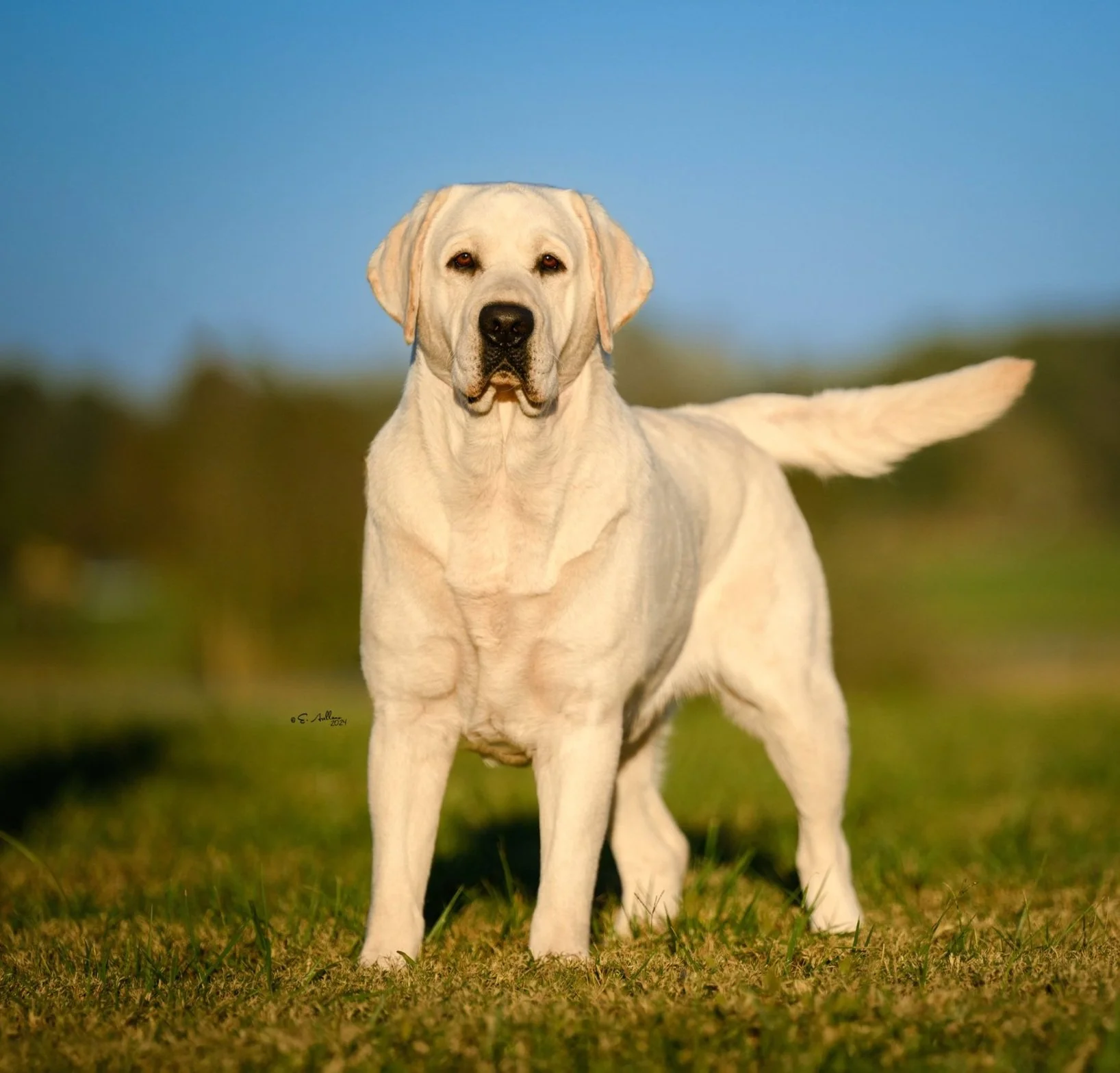 The Color Genetics of Labradors — Labrador Puppies & Stud Dogs ...