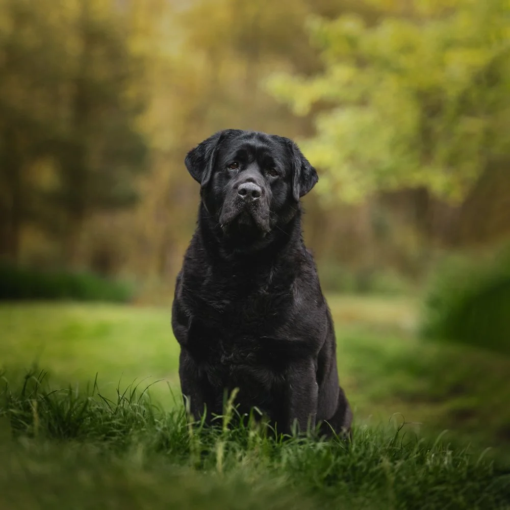 AKC English Labrador Breeder in PA | Gallivant Labradors