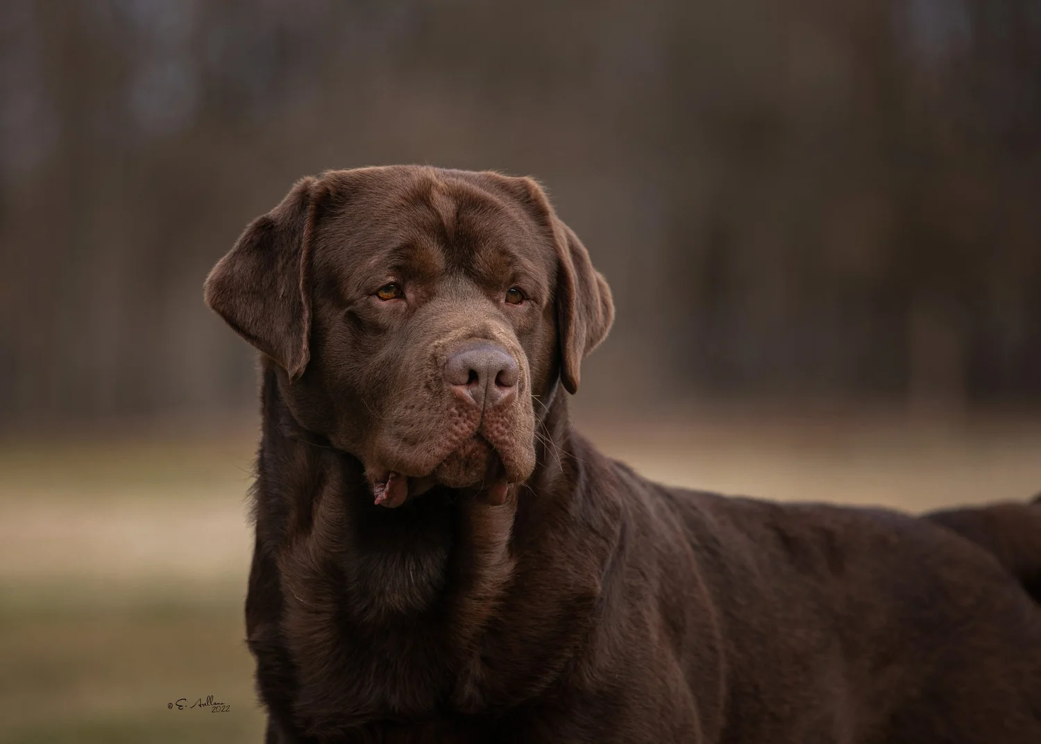 CH Gallivant Joyful Jester - Gallivant Chocolate Labrador Stud Dog