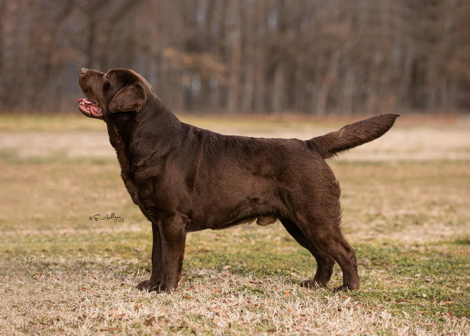 CH Gallivant Joyful Jester - Gallivant Chocolate Labrador Stud Dog ...