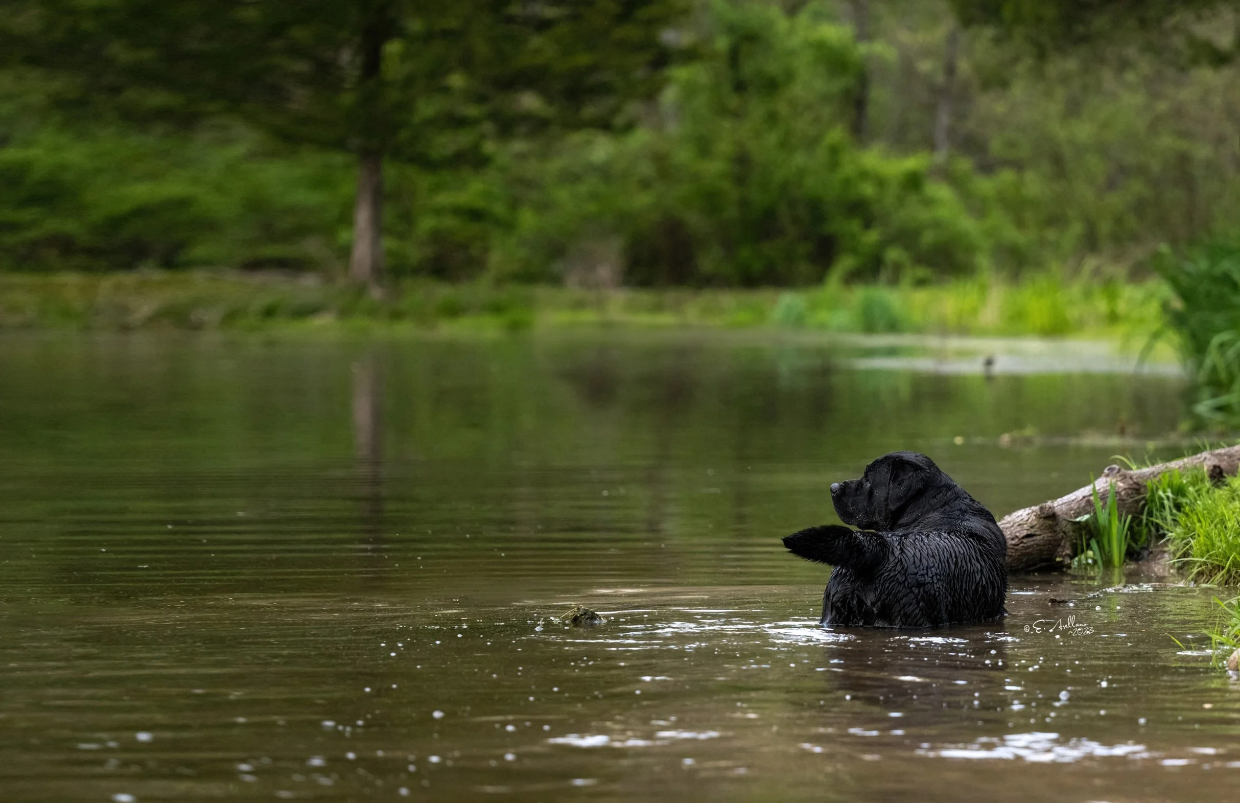 AKC English Labrador Breeder in PA | Gallivant Labradors