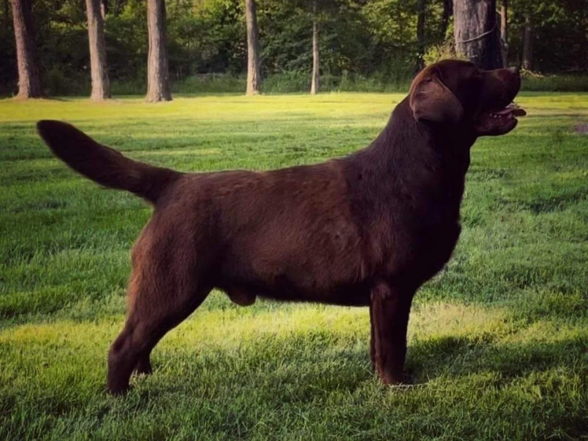 Gallivant Fool Me Once - Gallivant Chocolate Labrador Stud Dog