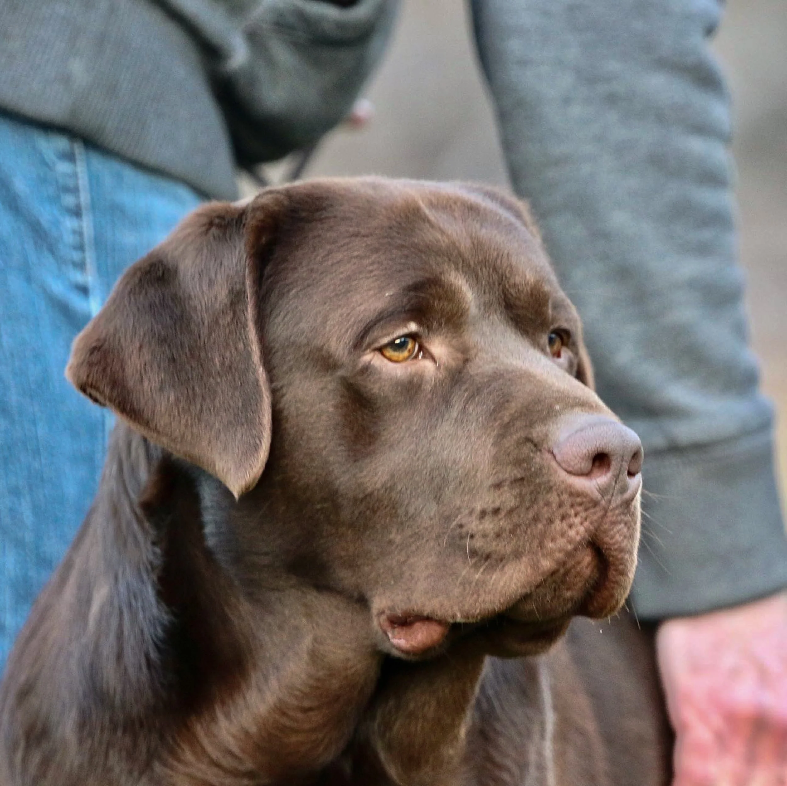 CH Gallivant Joyful Jester - Gallivant Chocolate Labrador Stud Dog