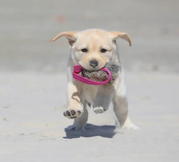 Obesity In Labradors — Labrador Puppies & Stud Dogs | Gallivant ...