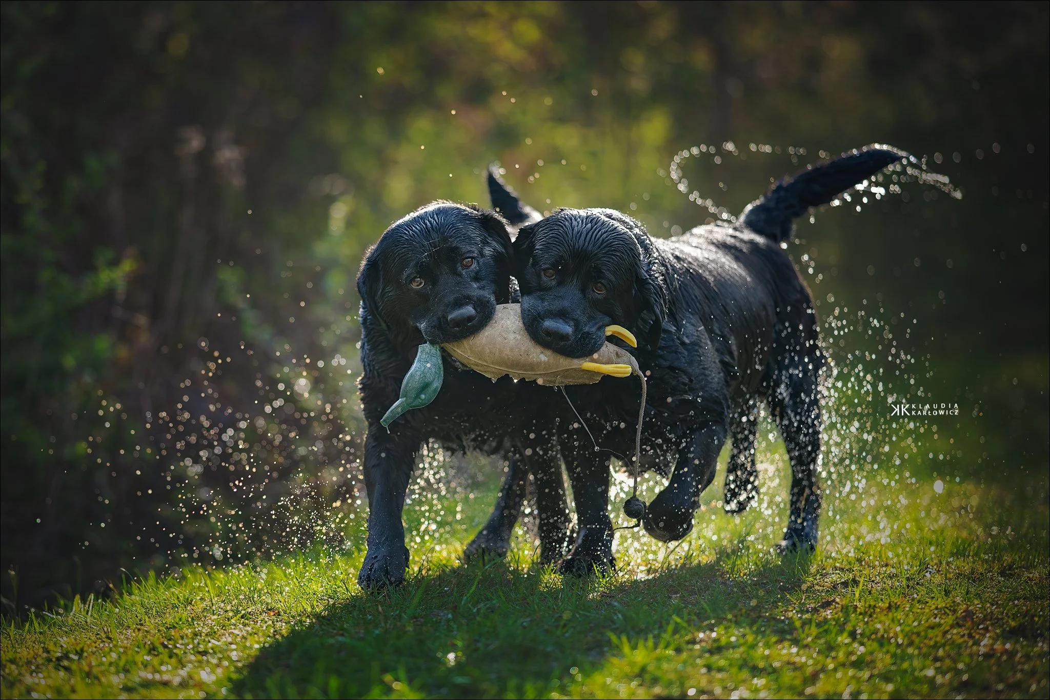Obesity In Labradors — Labrador Puppies & Stud Dogs | Gallivant ...