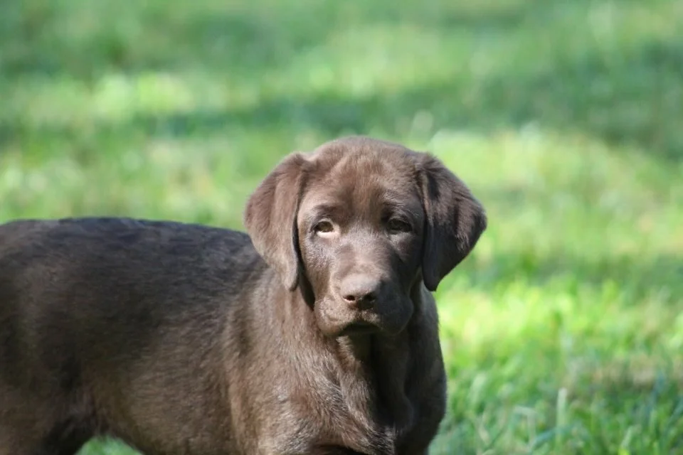 Available Lab Puppies for Sale | Gallivant Labradors — Labrador Puppies & Stud Dogs | Gallivant ...