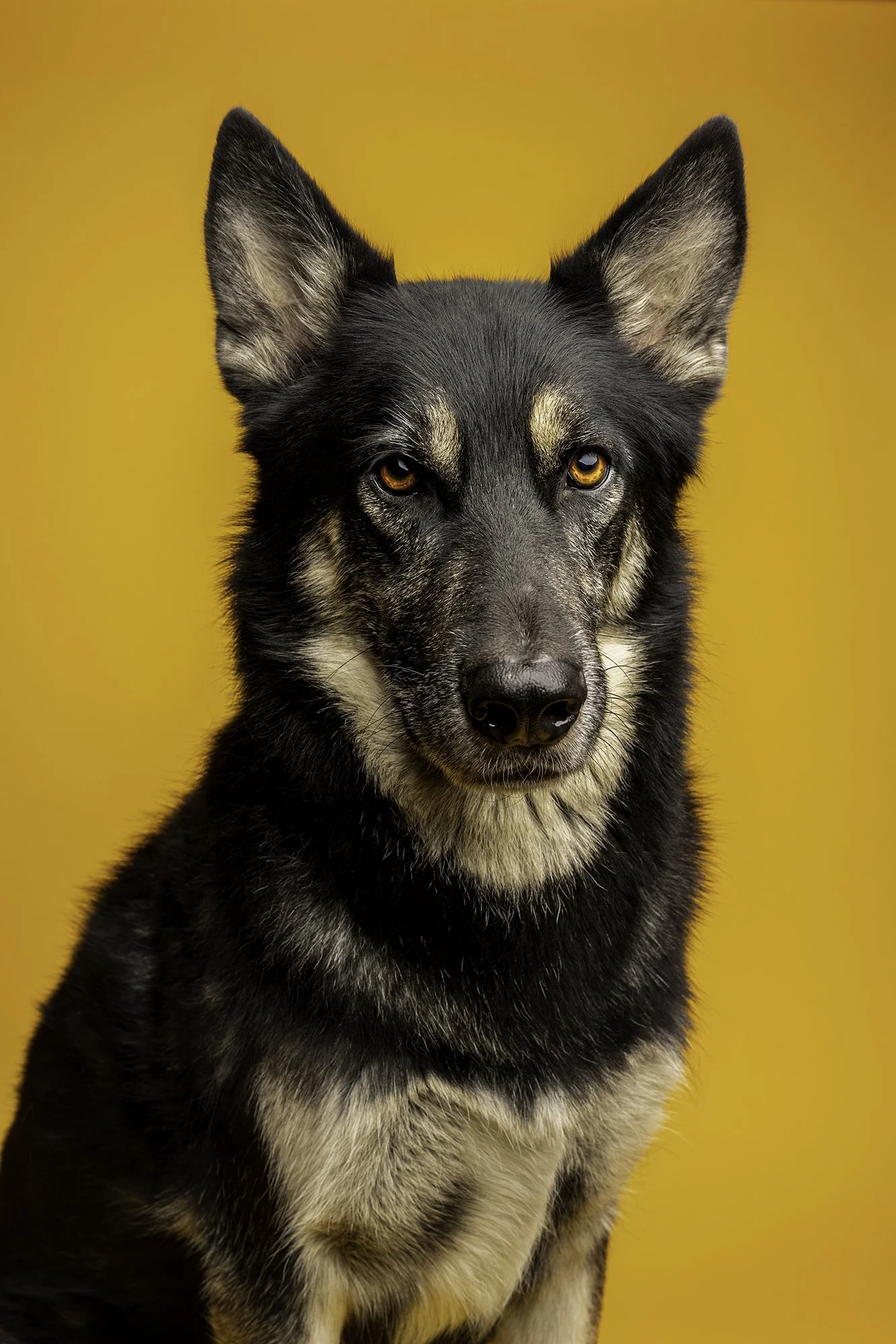 THE PACK — SUPREME K9 DOG TRAINING & ADVOCACY