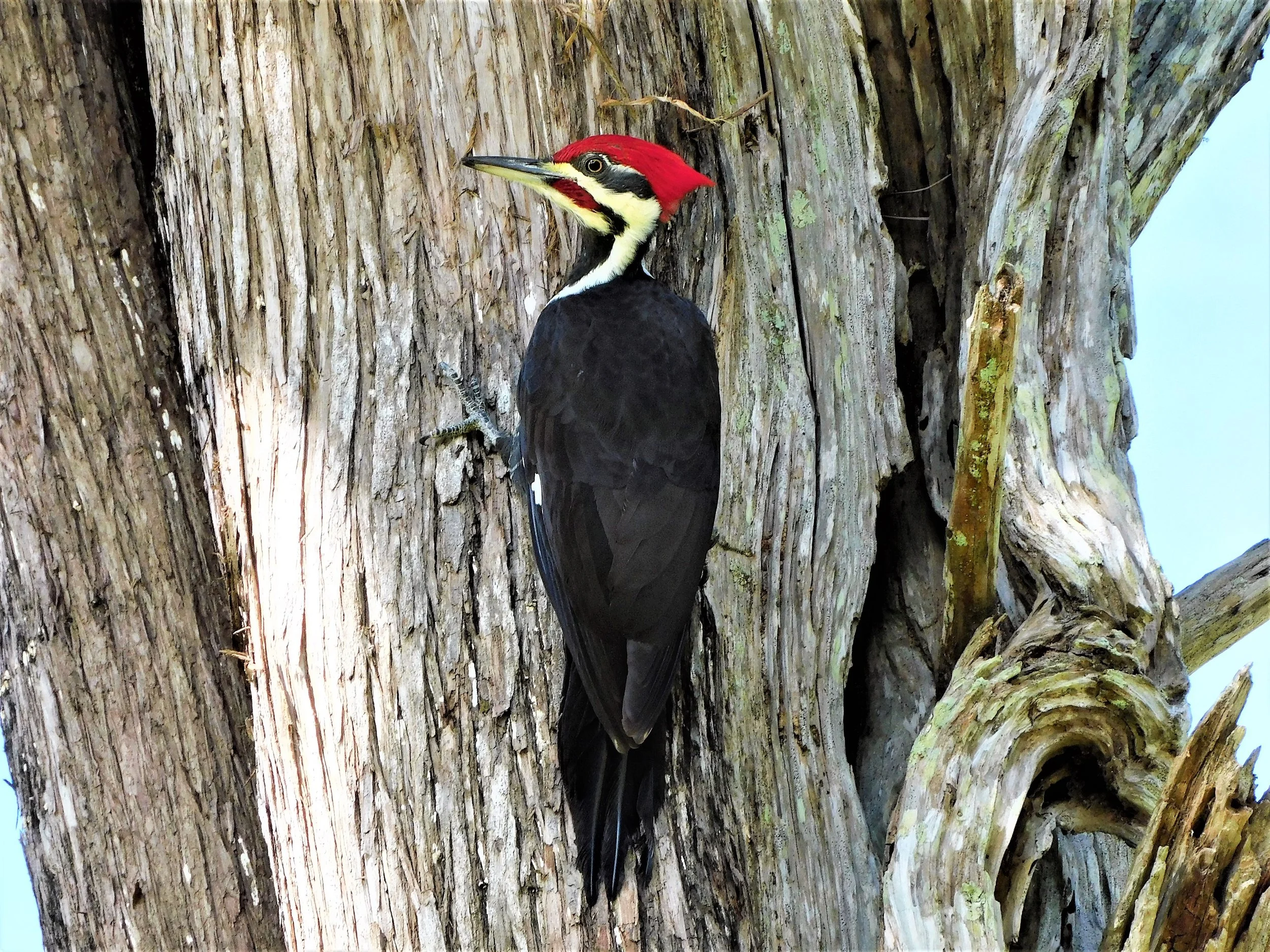 Woody Woodpecker’s Real Identity — Eva's Birds I View