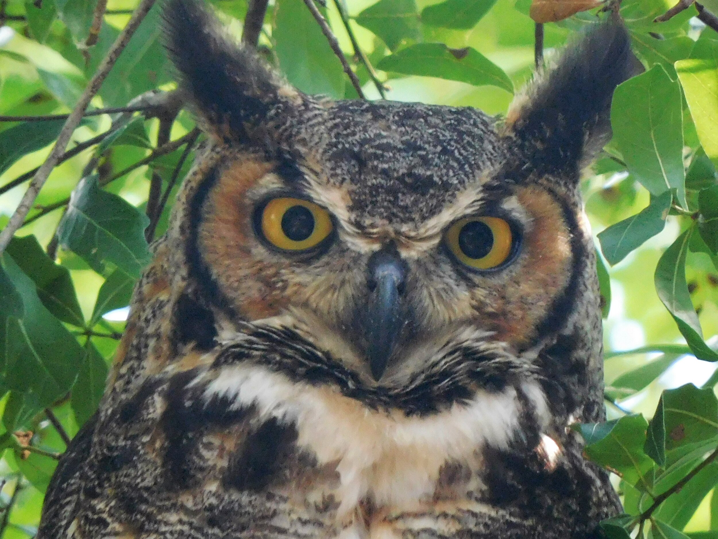 Owl Be Seeing You — Eva's Birds I View