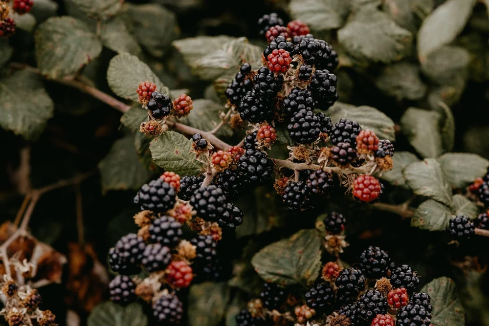 Autumnal foraging — Rook Botanics
