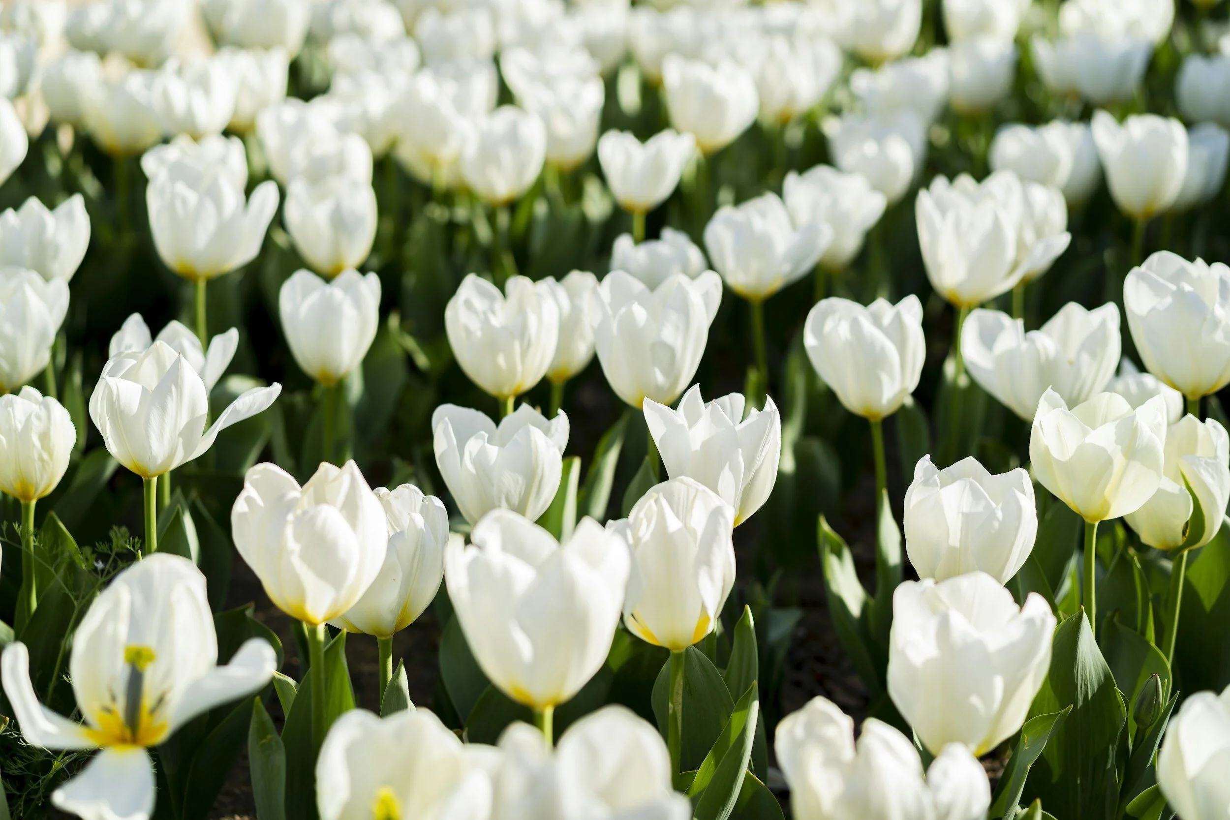 Top 10 most popular funeral flowers — Rook Botanics