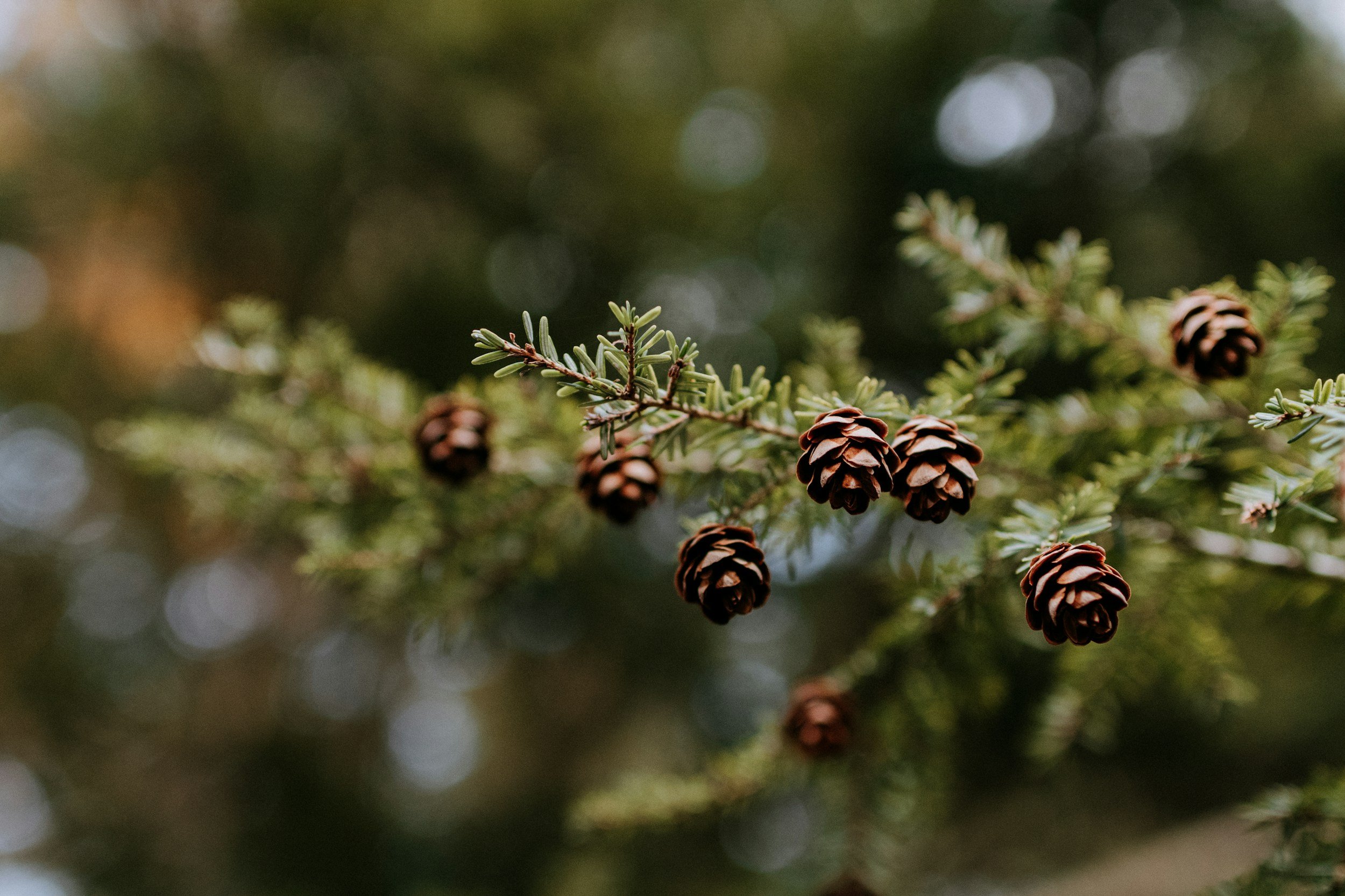 Flowers by Rook Botanics