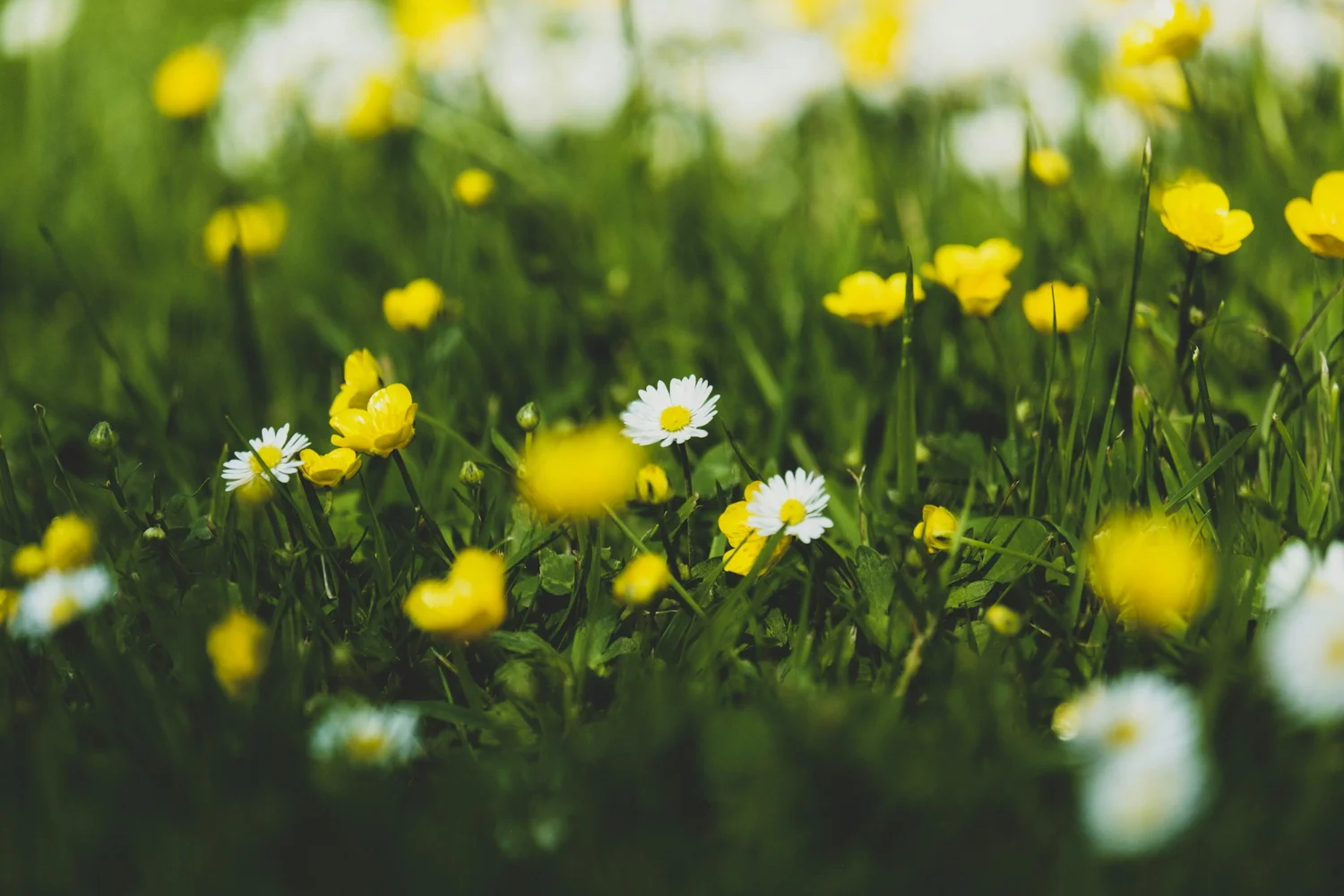 Flowers by Rook Botanics