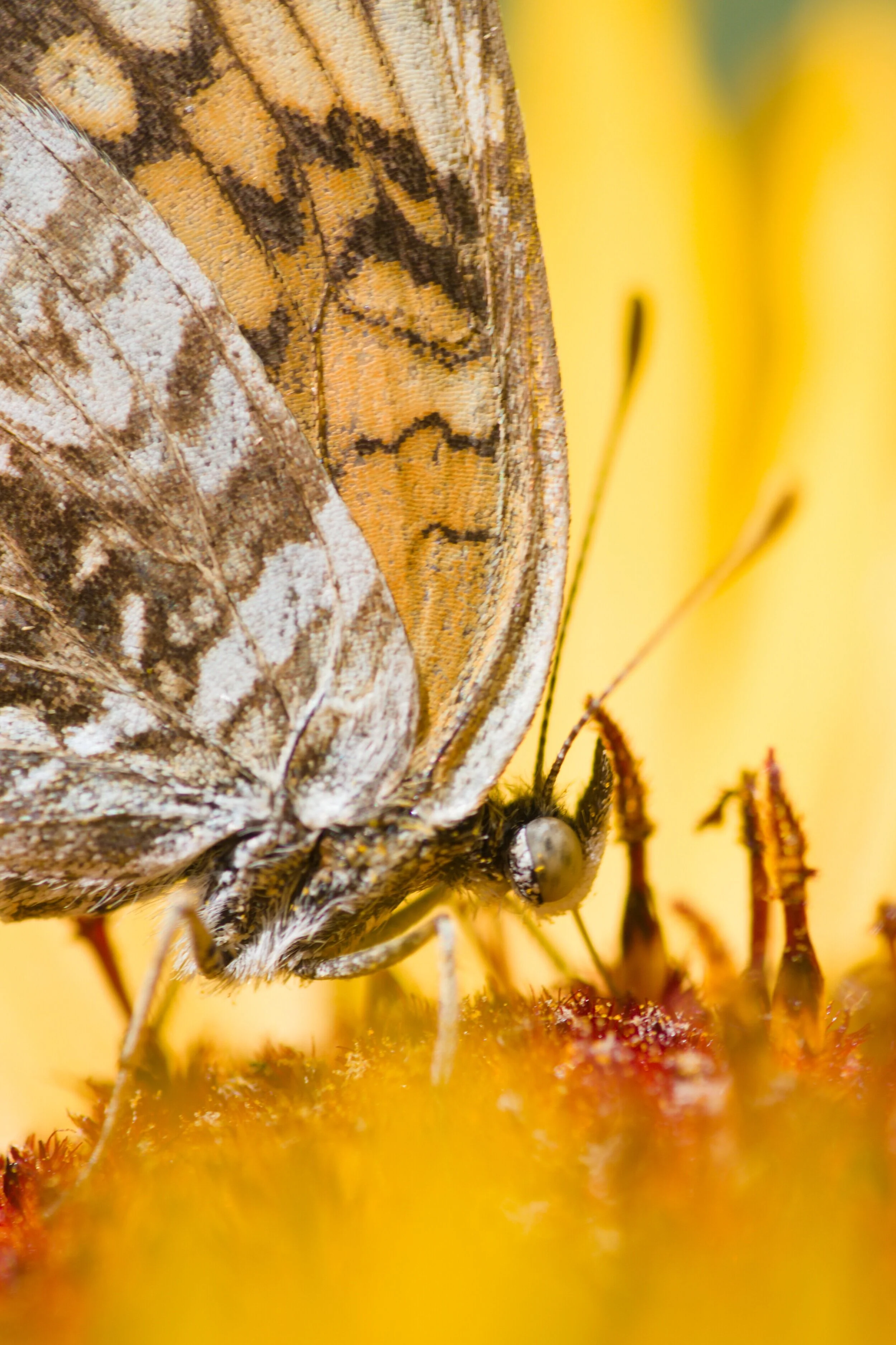 Wyoming Pollinators — Kamaile DeLong