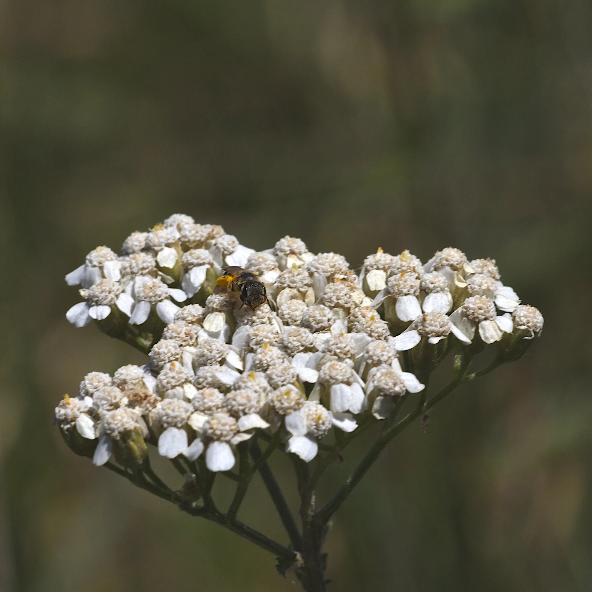 Wyoming Pollinators — Kamaile DeLong