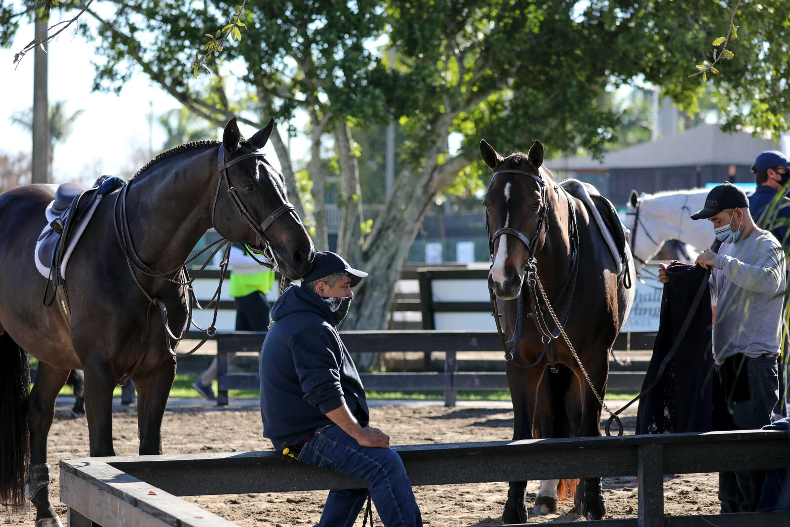 Videos — Beacon Hill Show Stables