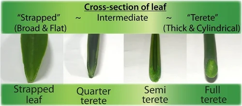 Vandaceous Culture - Growing Vandas on the Sunshine Coast — Nambour ...